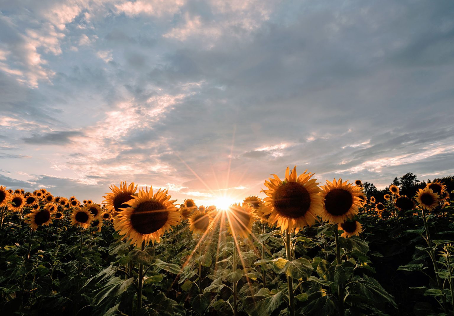 About us - Enstall Empowers